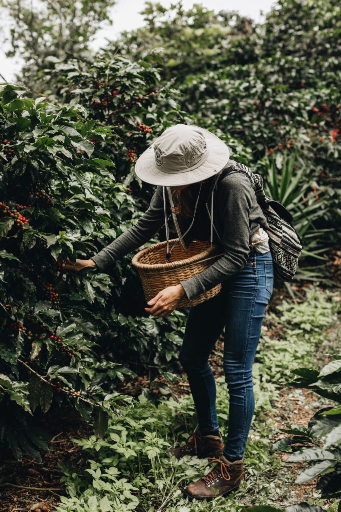 The Real Story Behind the Coffee You Drink Every Day | Wit & Delight ...