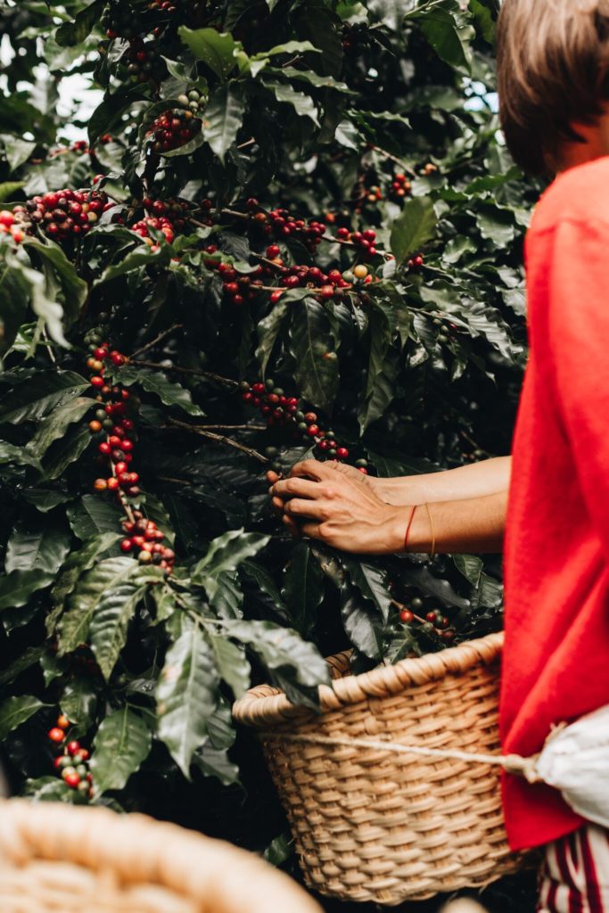 The Real Story Behind the Coffee You Drink Every Day | Wit & Delight ...