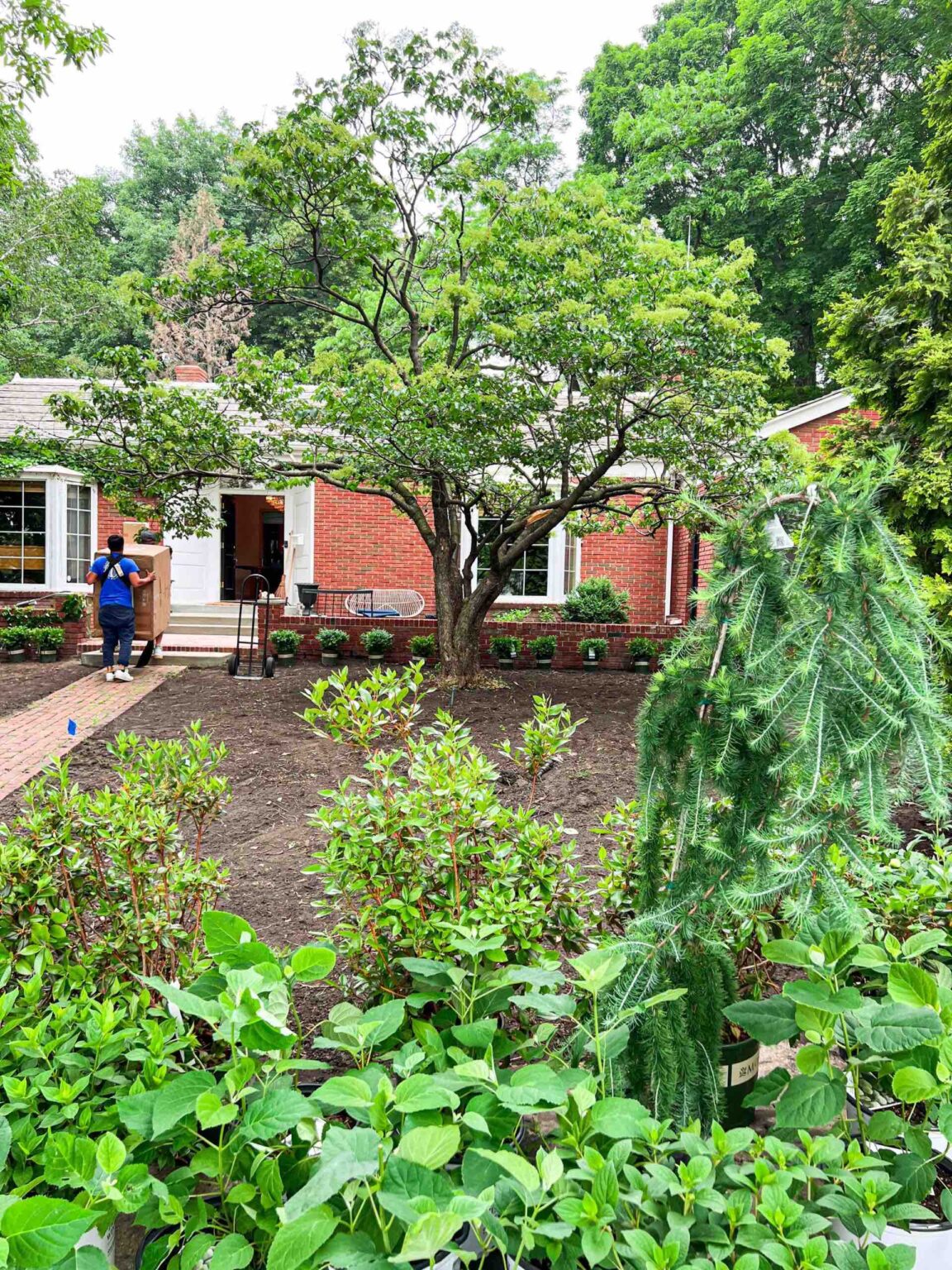 Transforming Our Outdoor Space: A Beginner's Journey With Gardening and ...